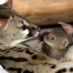 Jewellery and Wildlife Conservation in Africa - SHIKHAZURI